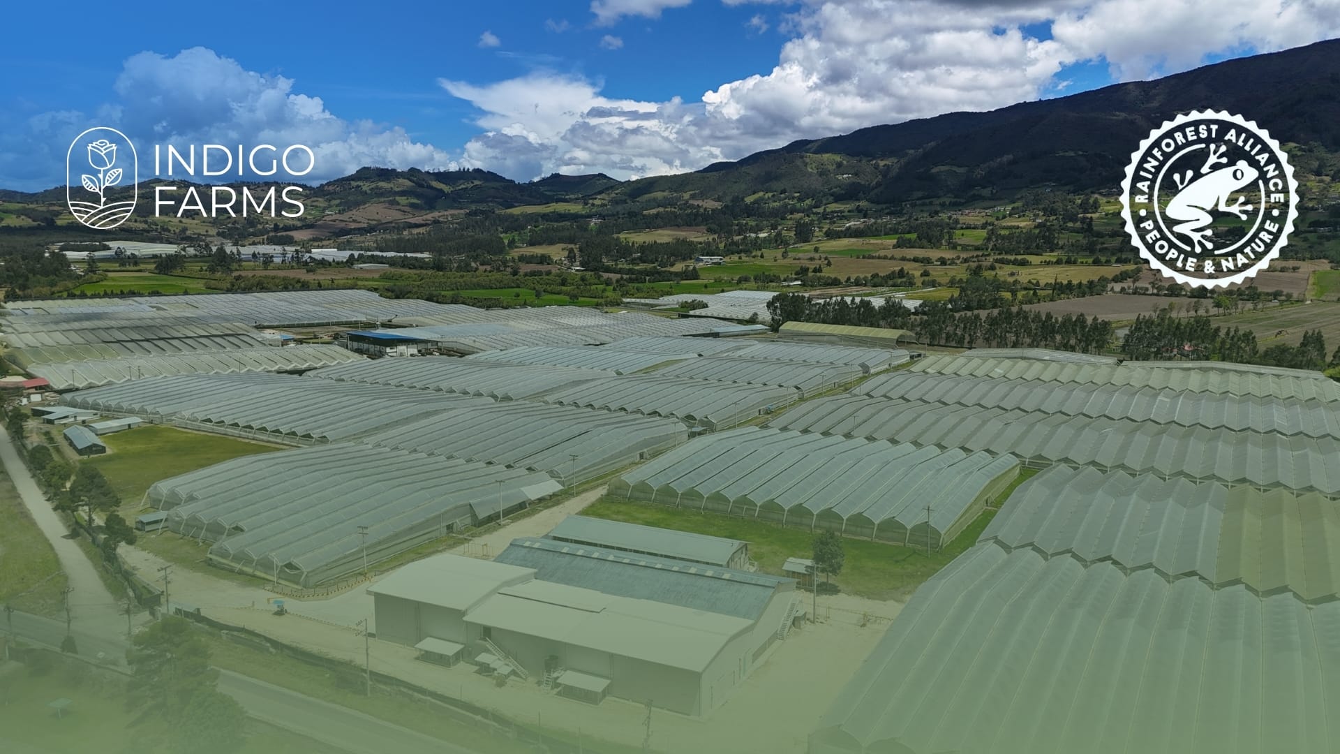 Indigo Farms earns Rainforest Alliance Certification - FANTASY FARMS